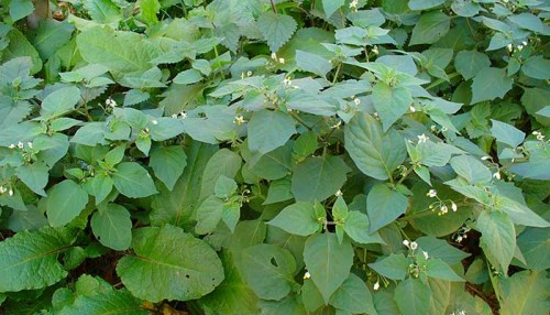 hierba-mora-blog - Proveeduría de Herbolaria